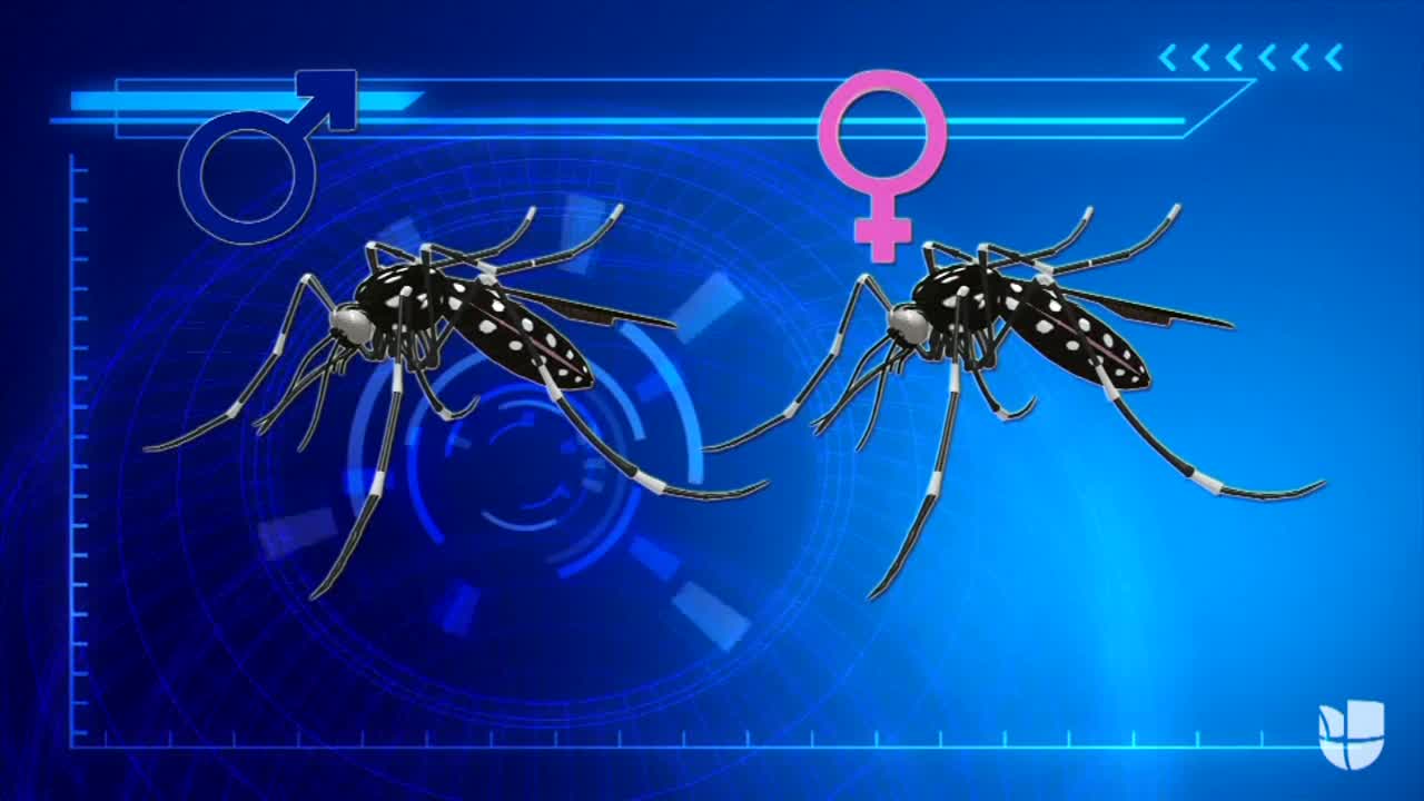 Así planean combatir al mosquito que transmite el zika en California ...