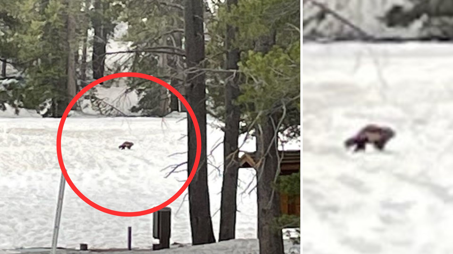 Qué es la extraña criatura vista en las montañas de California: un ...