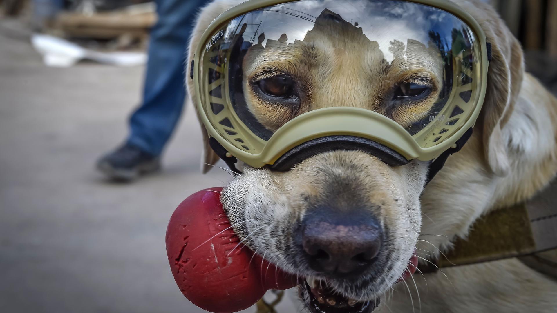 Frida, la famosa perrita rescatista y heroína del terremoto de 2017 en ...