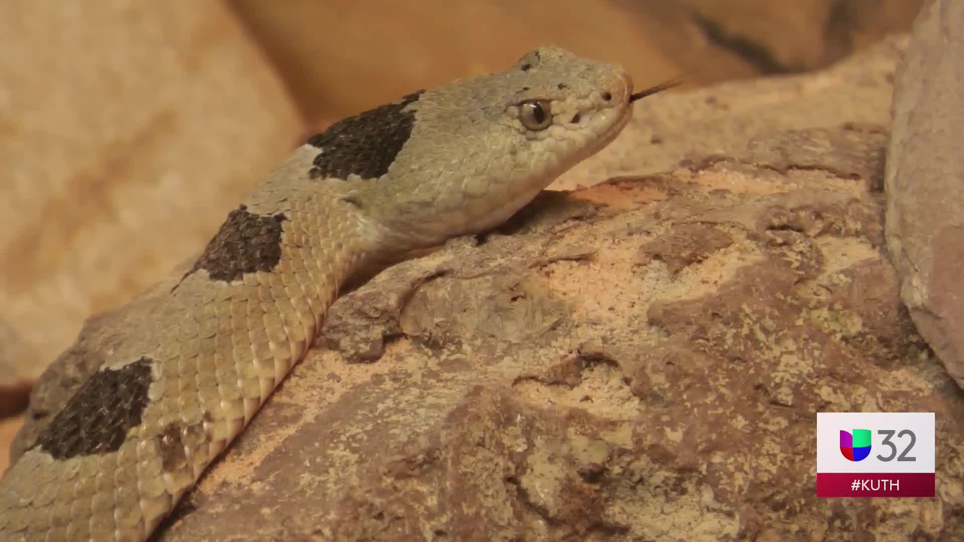 Recomendaciones para excursionistas al toparse con una serpiente ...