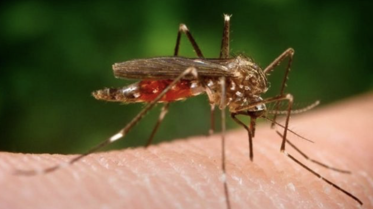 ¿Cómo puedes protegerte del virus del Nilo Occidental? Sigue estos ...