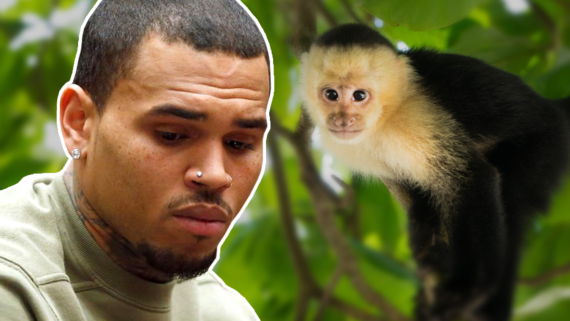 Chris Brown niega ser dueño de un mono capuchino que podría enviarlo a ...