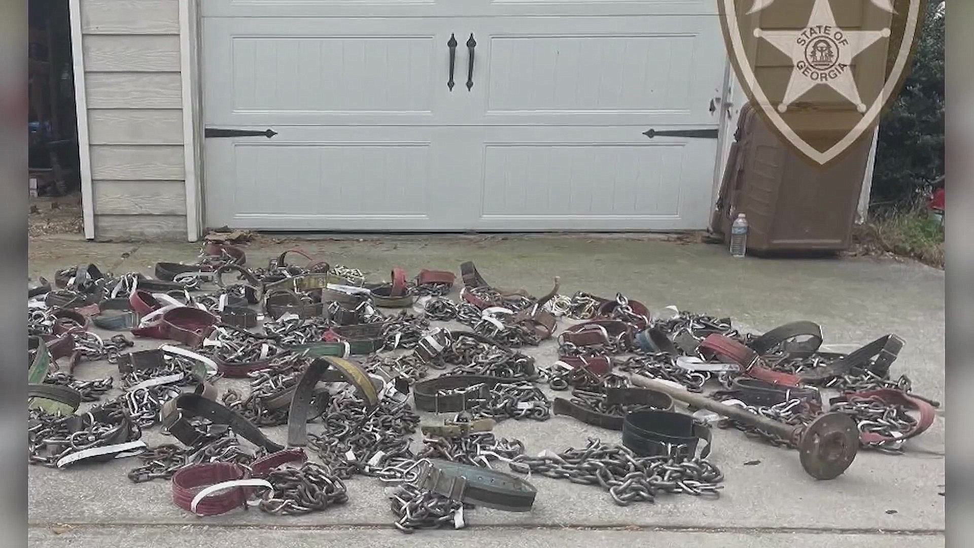 Rescatan a más de 100 perros utilizados para peleas, el dueño está ...