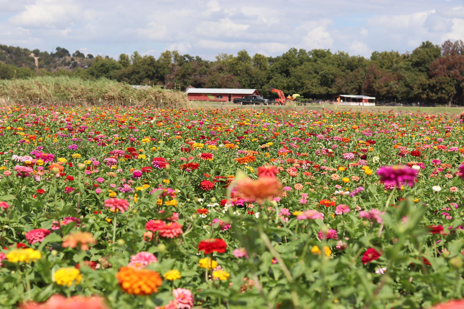 Actividades de otoño en Austin: En esta finca Sweet Berry Farms puedes ...