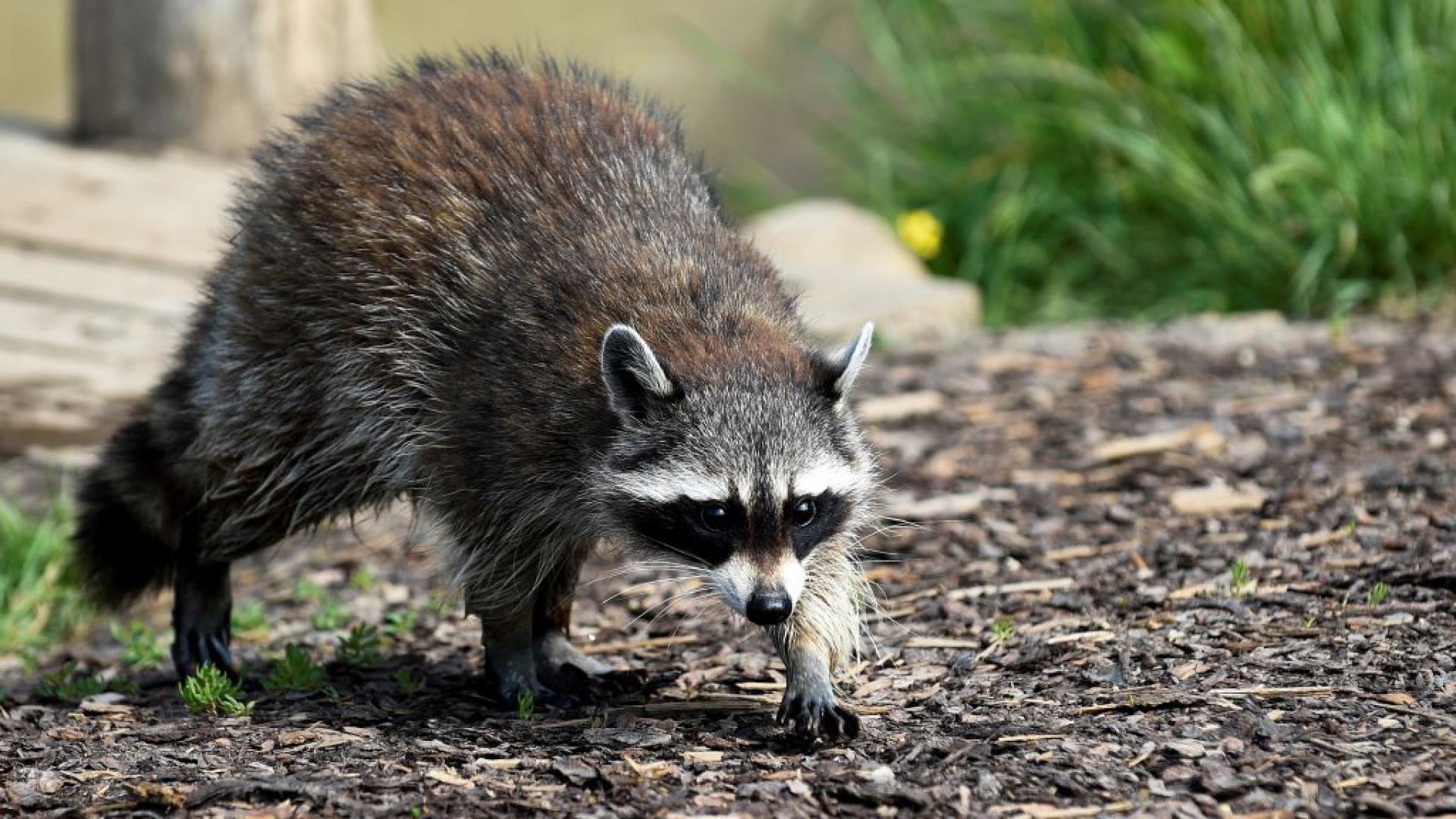 Conoce algunas recomendaciones de expertos para evitar ataques de ...