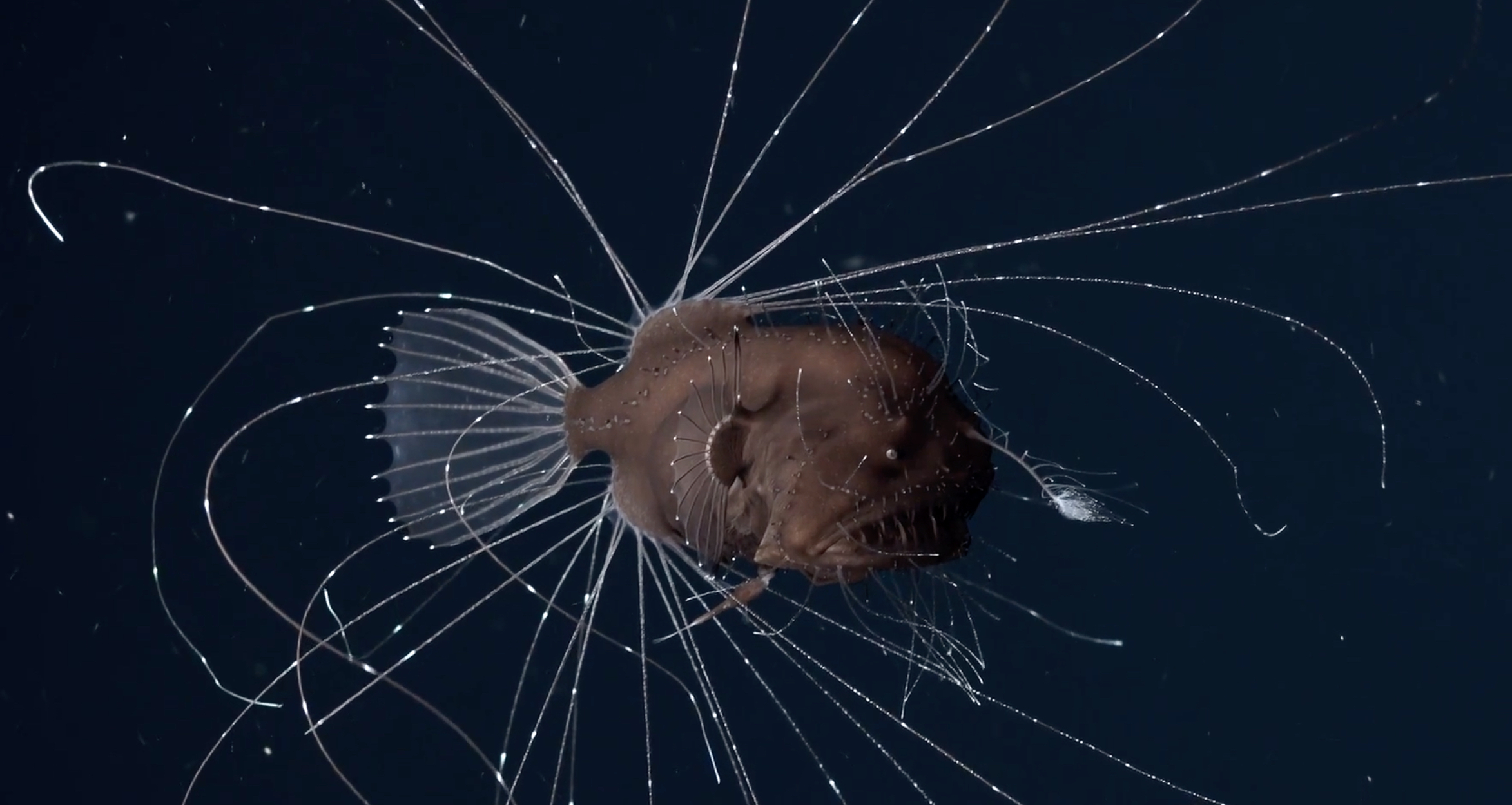 El increíble proceso de apareamiento del pez rape | Noticias Univision ...