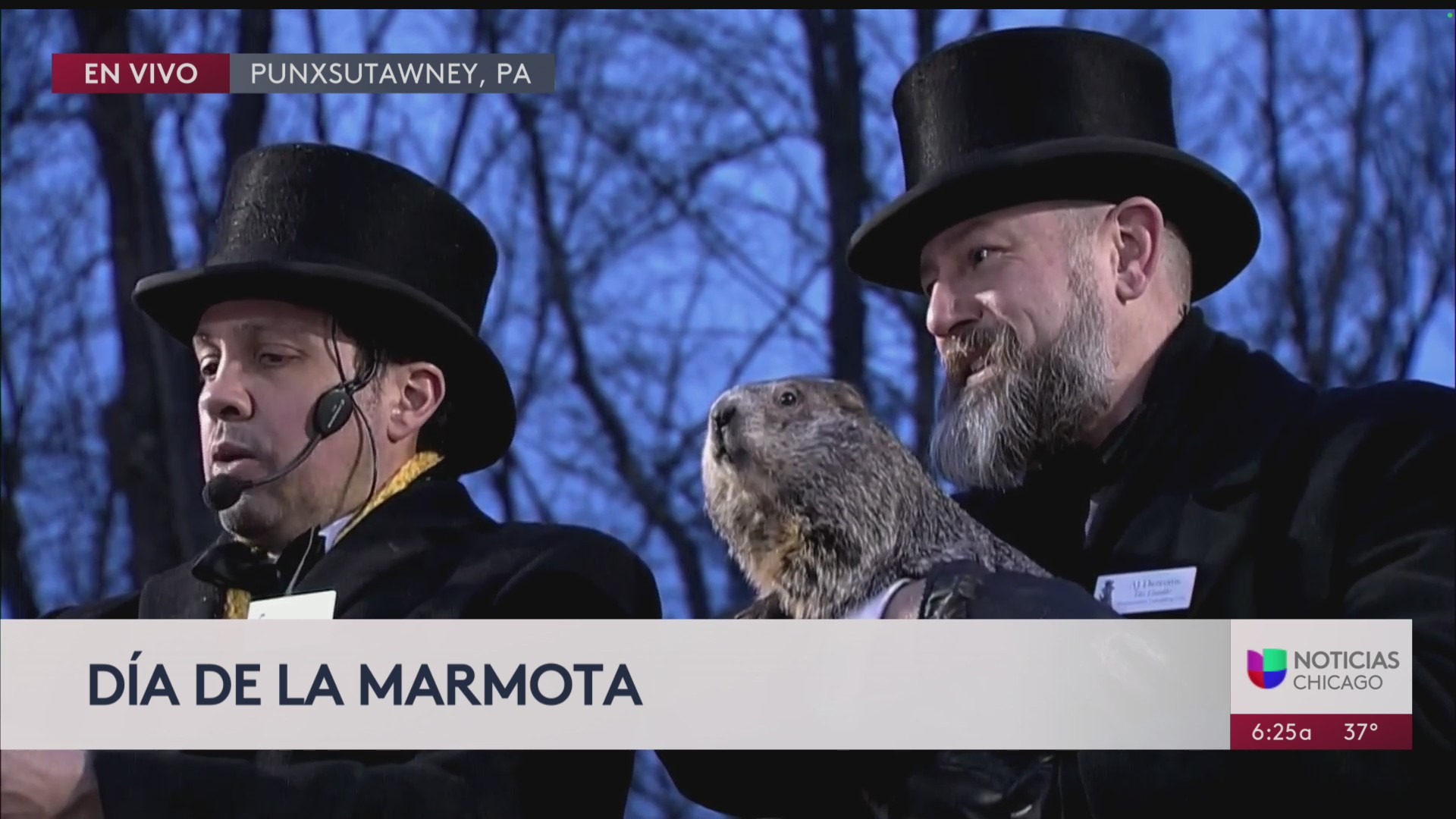 Este viernes la Marmota Phil de Pennsylvania dió su predicción sobre el ...