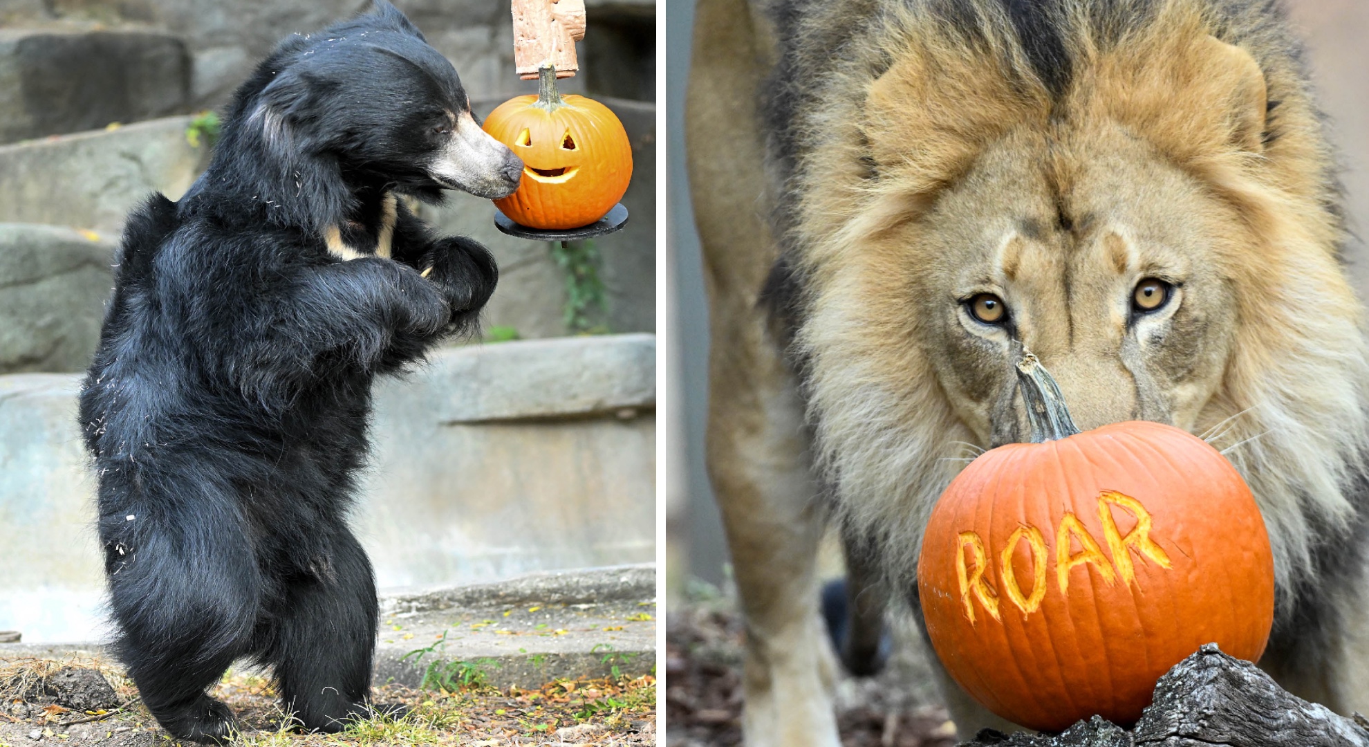 Animales del Zoológico de Brookfield celebran Halloween comiendo con ...