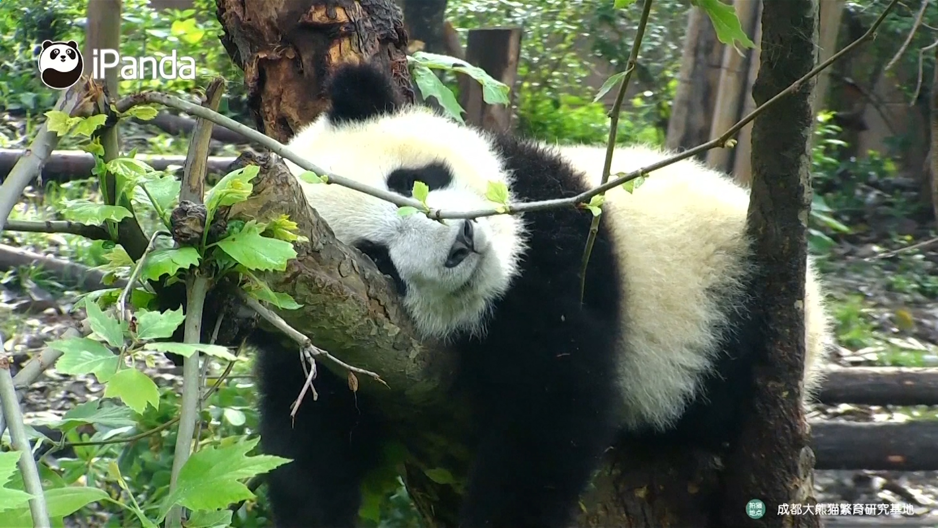 Este panda hizo las delicias de los visitantes mientras dormía ...