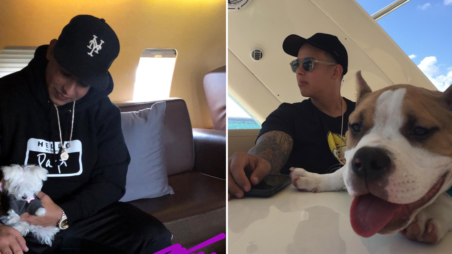 A la mascota de Daddy Yankee le salió competencia: mira la perrita que ...