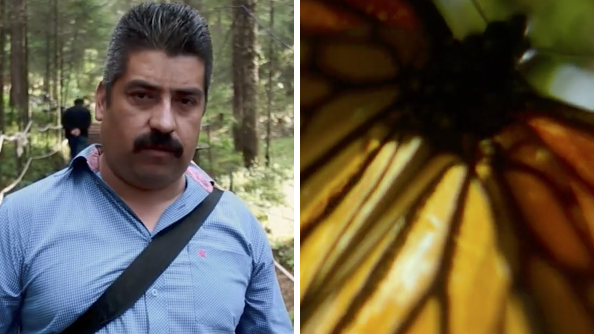 Homero Gómez: El ‘Guardían de la mariposa monarca’ tendrá documental en ...
