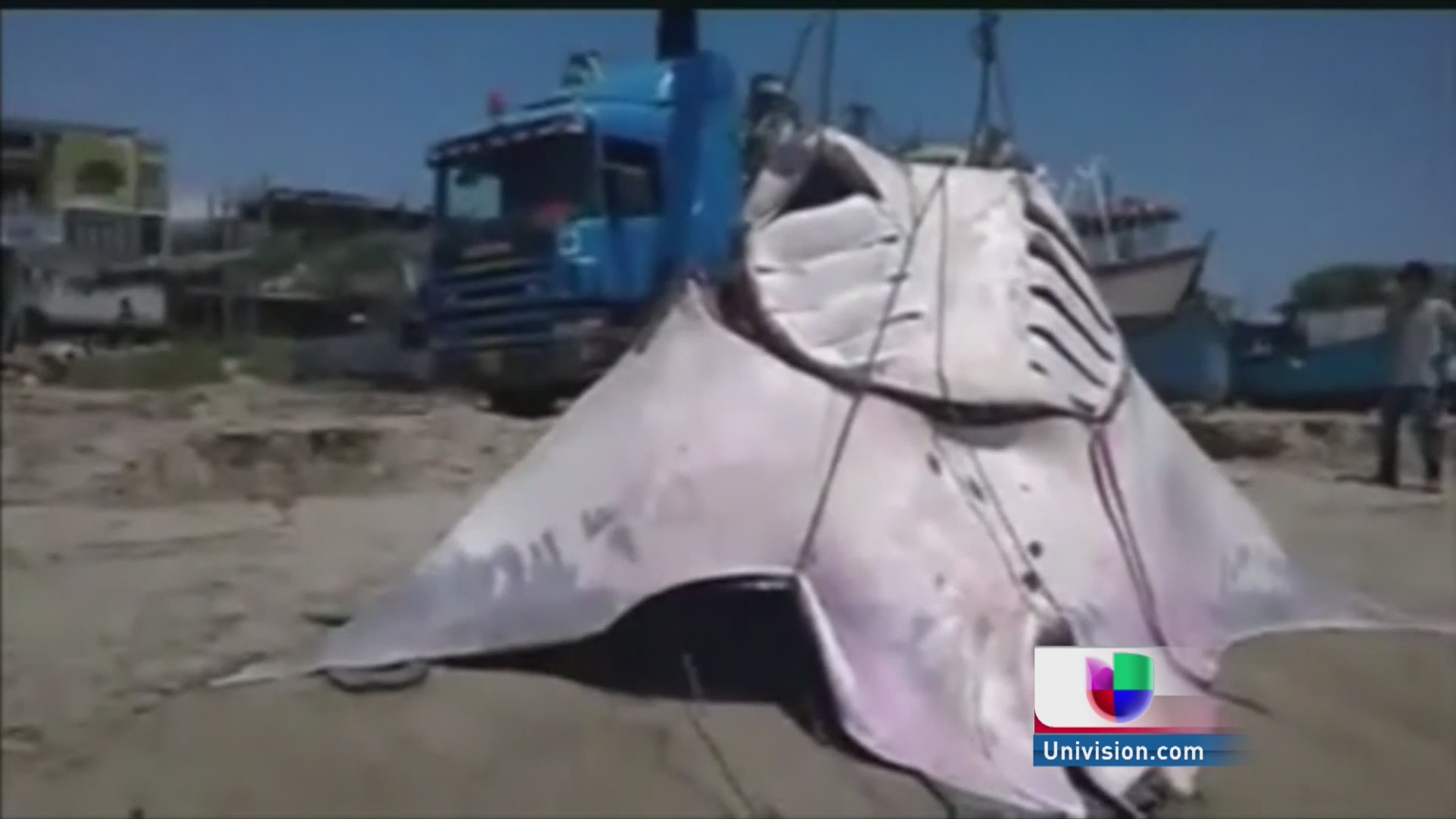 Investigan origen de mantarraya gigante | Video | Univision 45 Houston ...