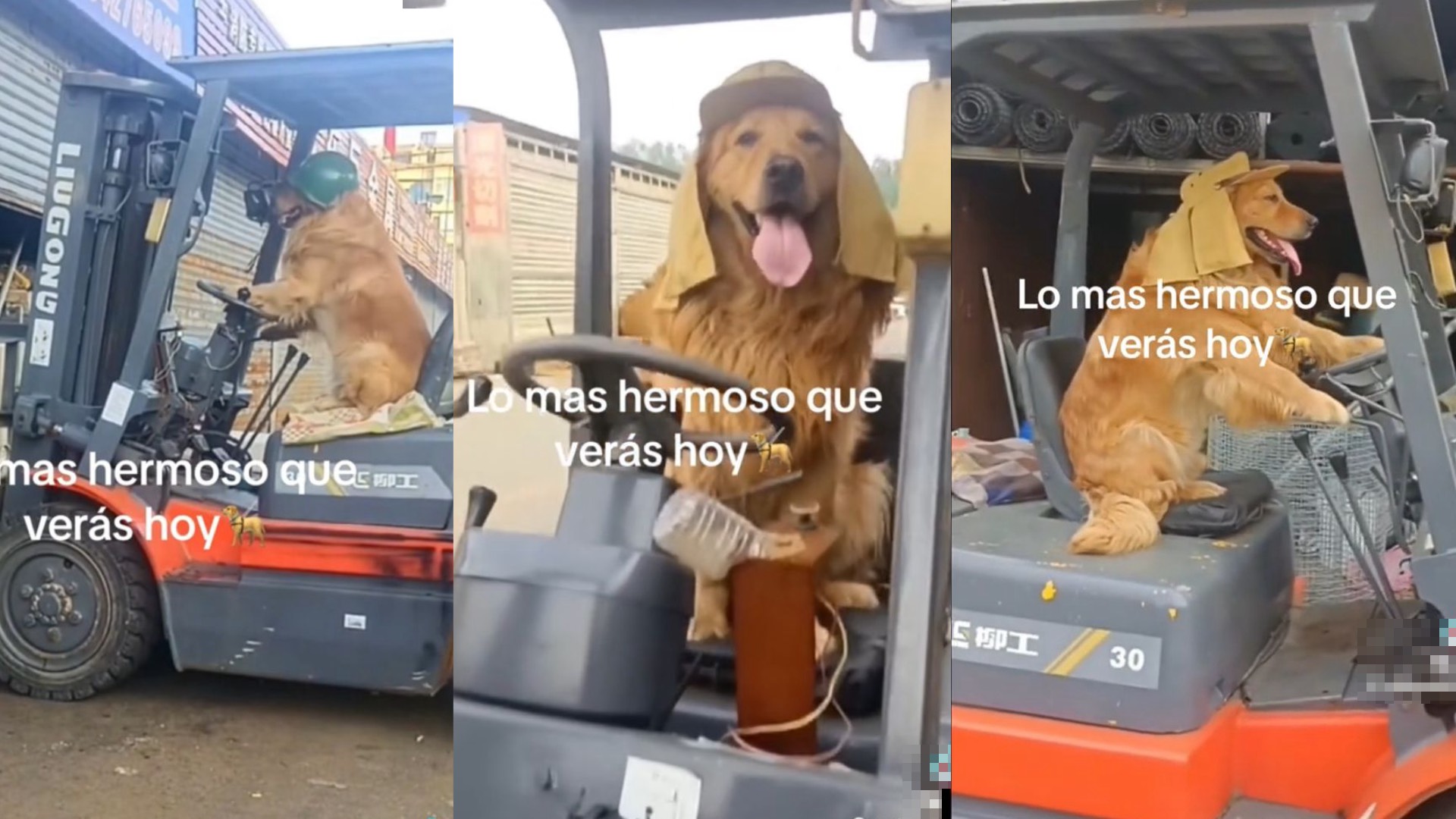 VIDEO: Perrito trabaja manejando un montacargas y encanta a usuarios de ...