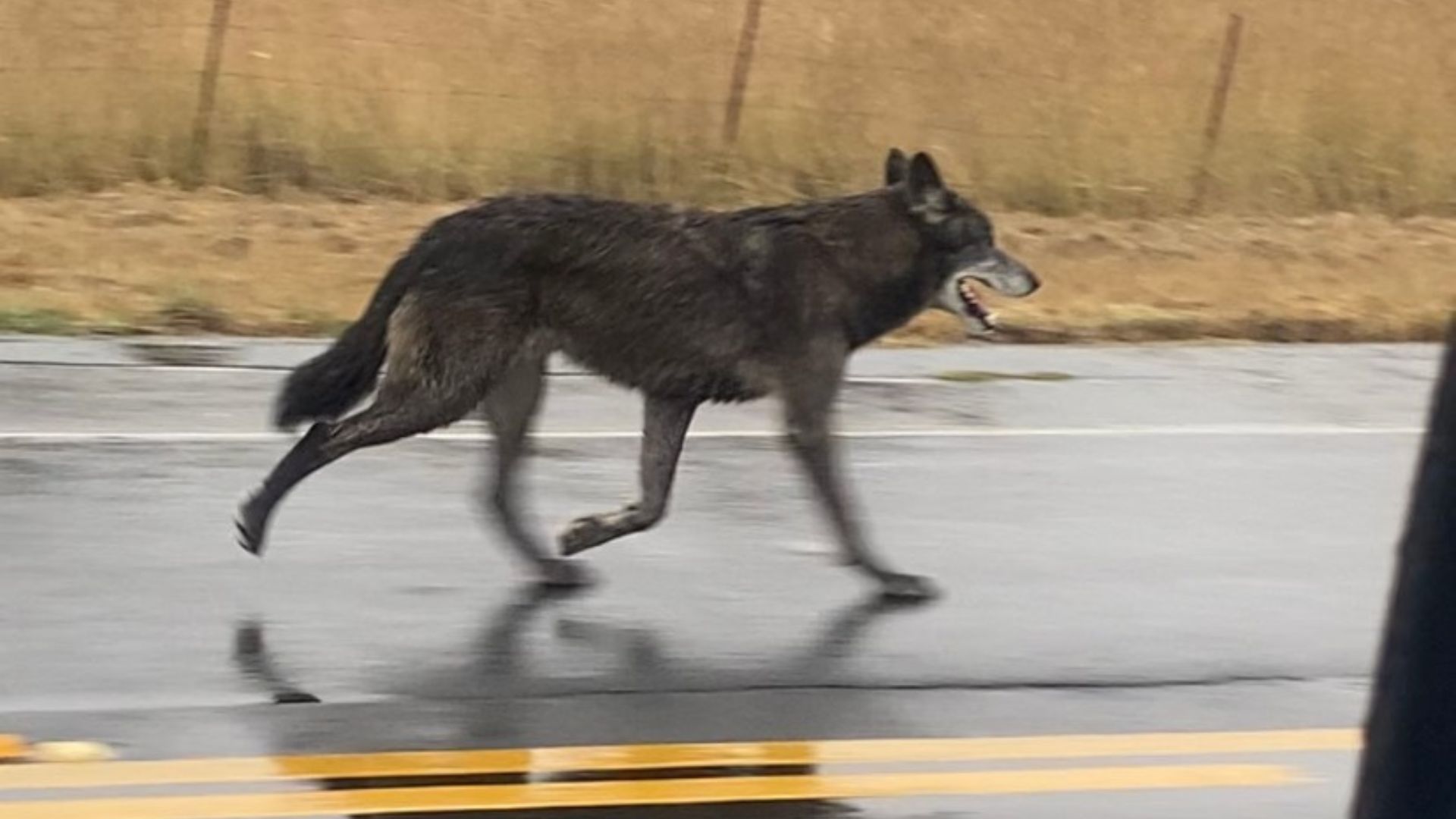 Lobo híbrido que escapó de su casa en Santa Rosa es recuperado ...