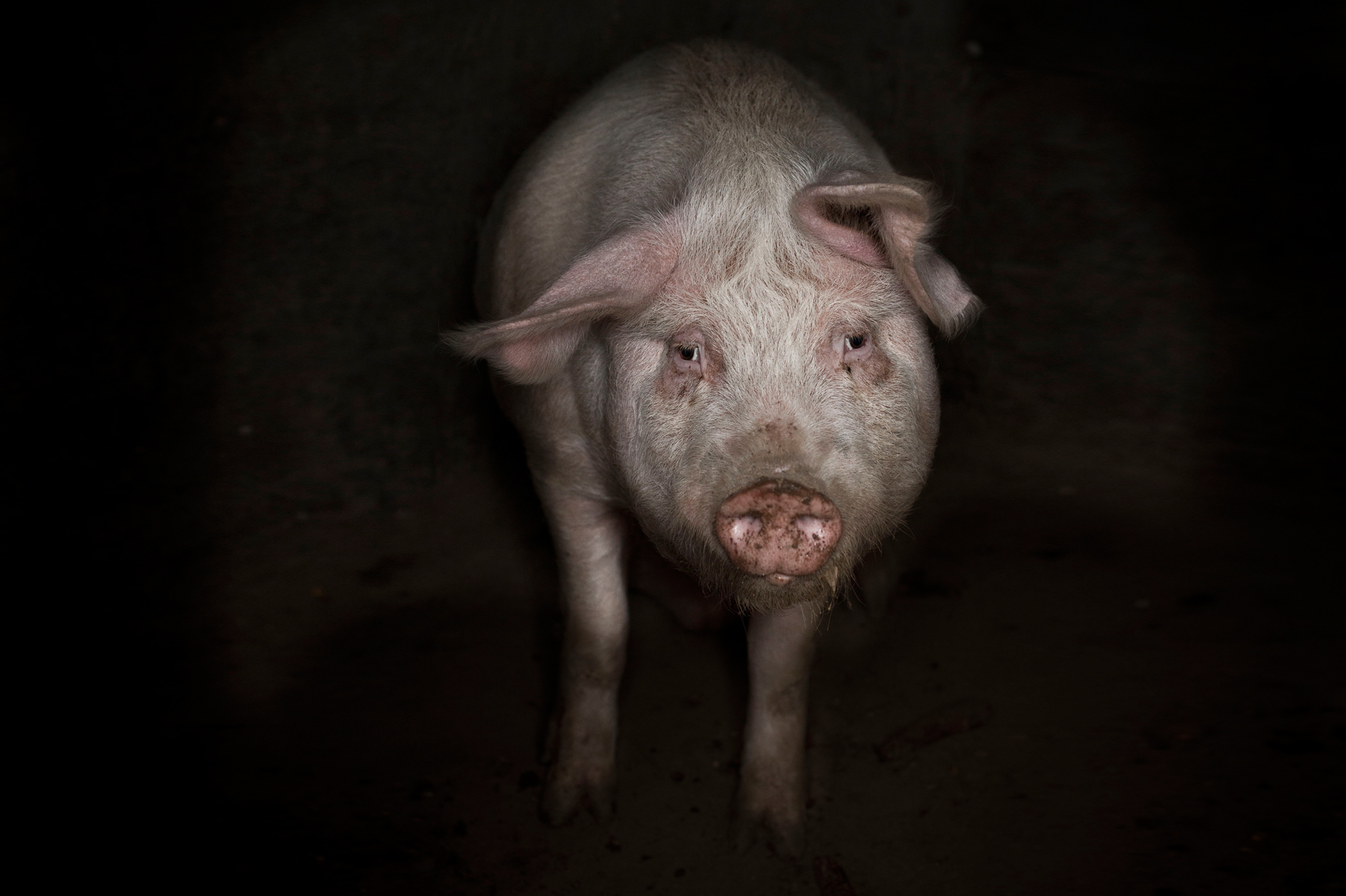 La Taierea Porcului: una tradición rumana de Navidad | Estilo de Vida ...