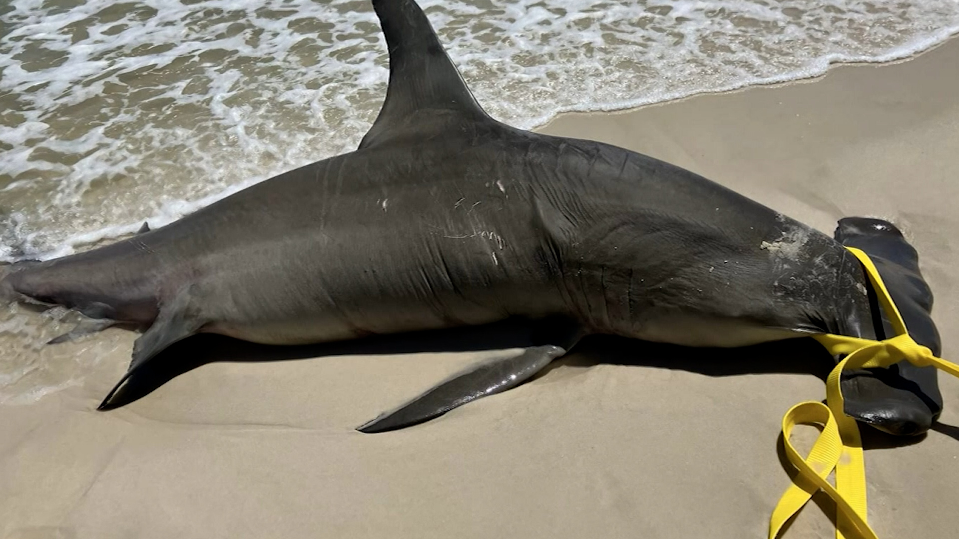 Un tiburón preñado de 40 crías, una nueva sorpresa para los científicos ...