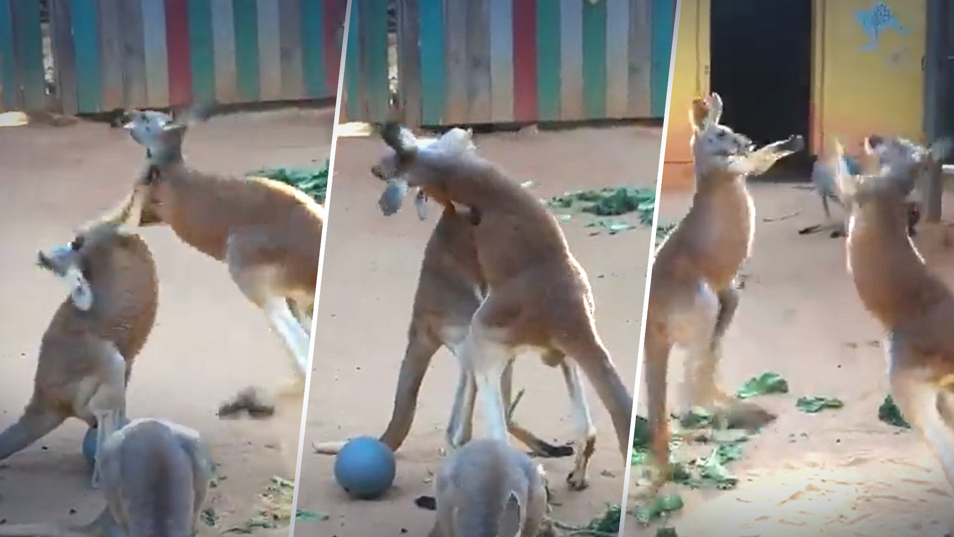 Dos canguros son grabados "boxeando" en el Zoológico de San Antonio en ...