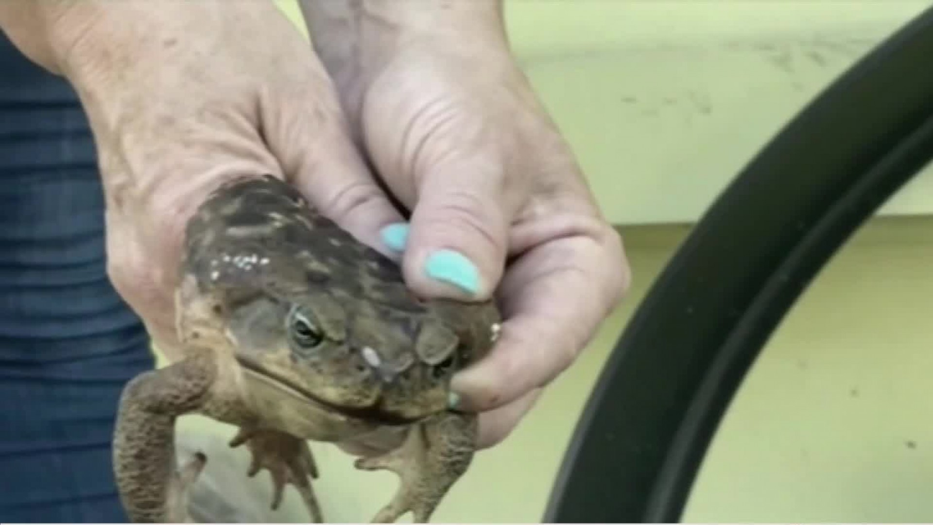 Emiten en Florida una alerta por reproducción de sapos venenosos que ...