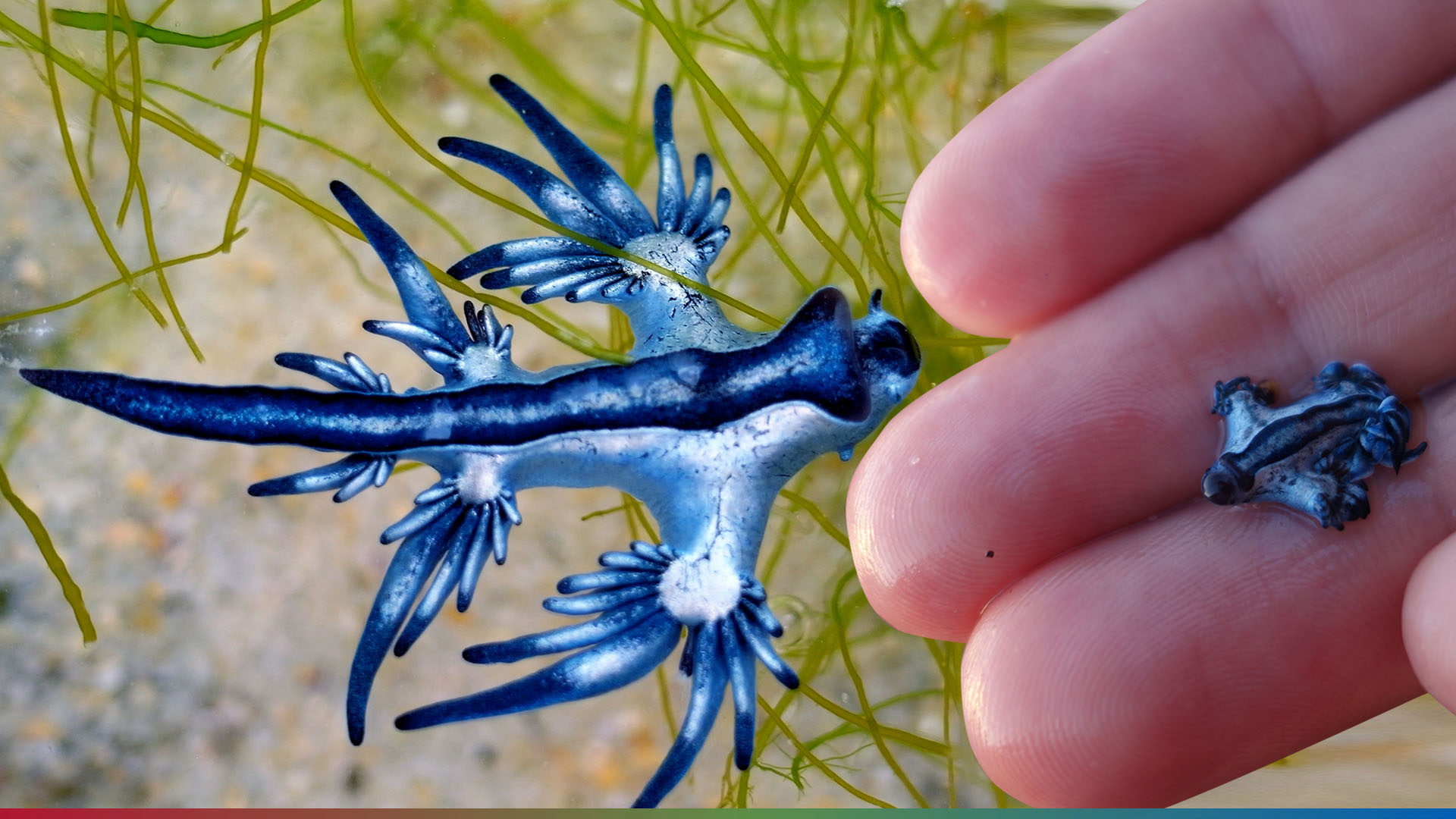 El dragón azul: otro extraño animal que aparece en el radar de los ...