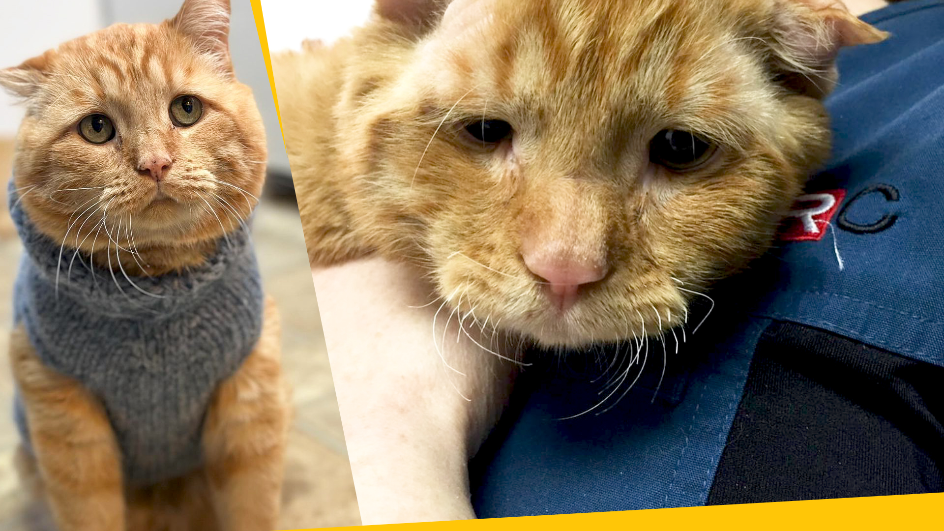 Conoce a BenBen, el gatito más triste del mundo que cautivó Instagram con su historia de ...