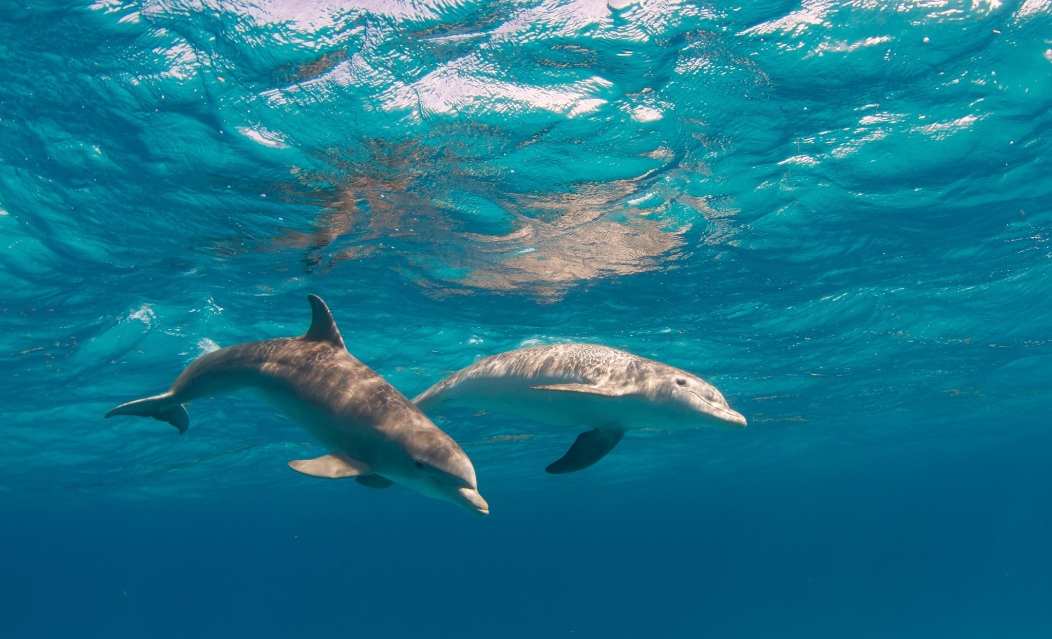 Hallan 3 delfines muertos en una playa de Nueva Jersey | Univision 41 ...