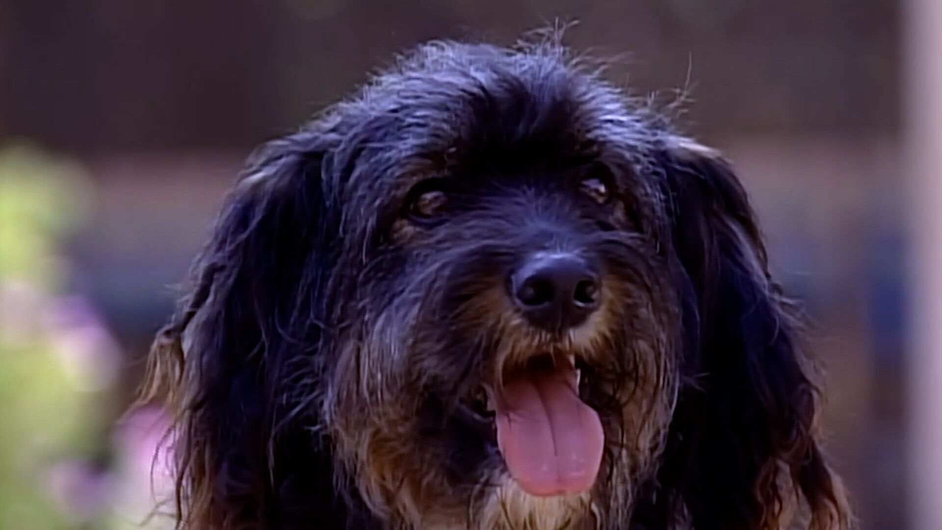 ¡Pulgoso descubre que Solavino lo engaña! | Shows Marimar | Las Estrellas