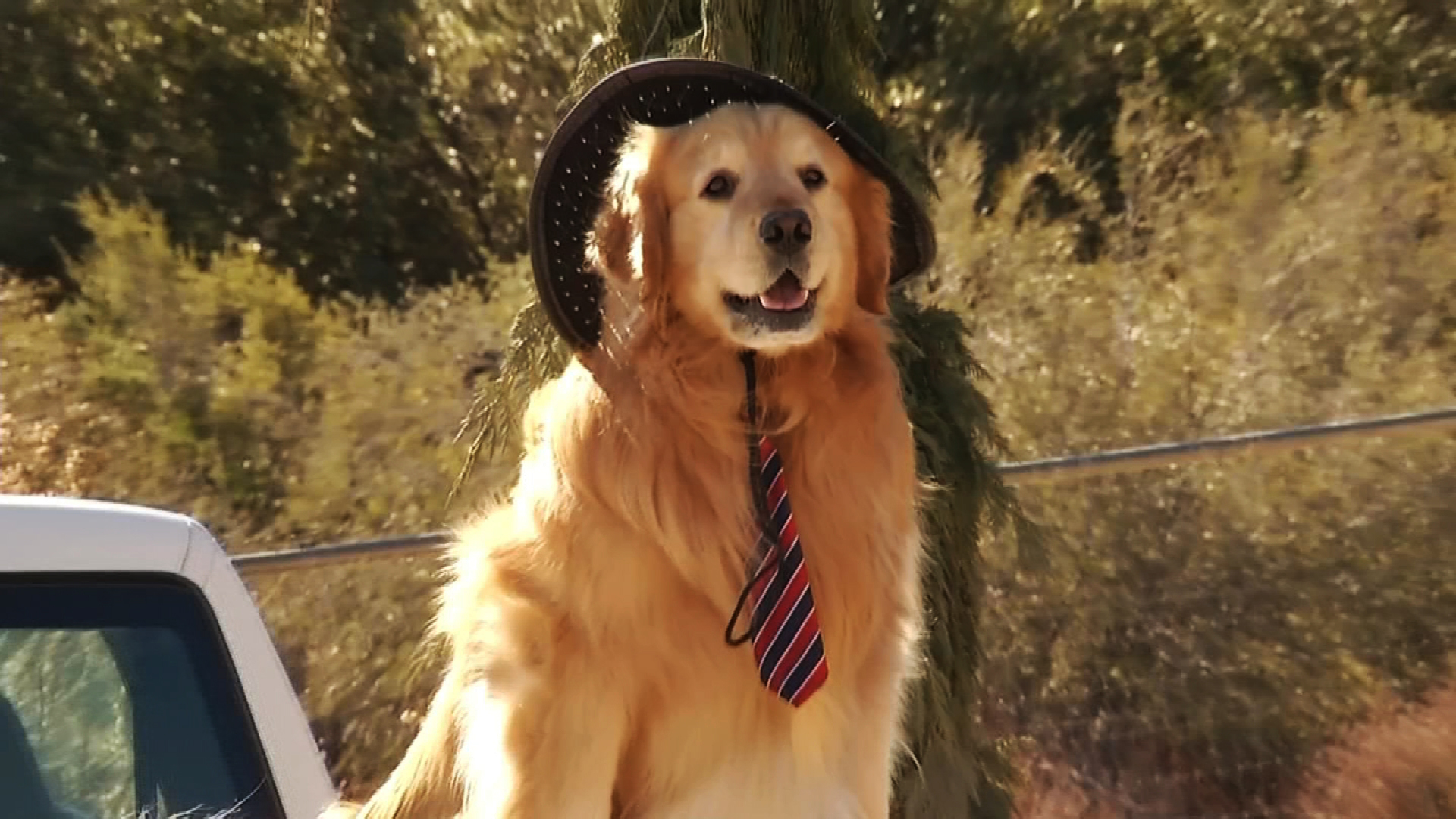 Meet Max, the dog who became mayor of a California town | Univision ...