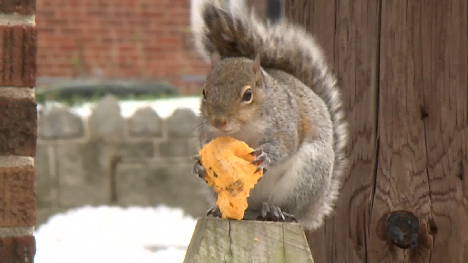 La determinación de esta ardilla es toda la inspiración que necesitas ...