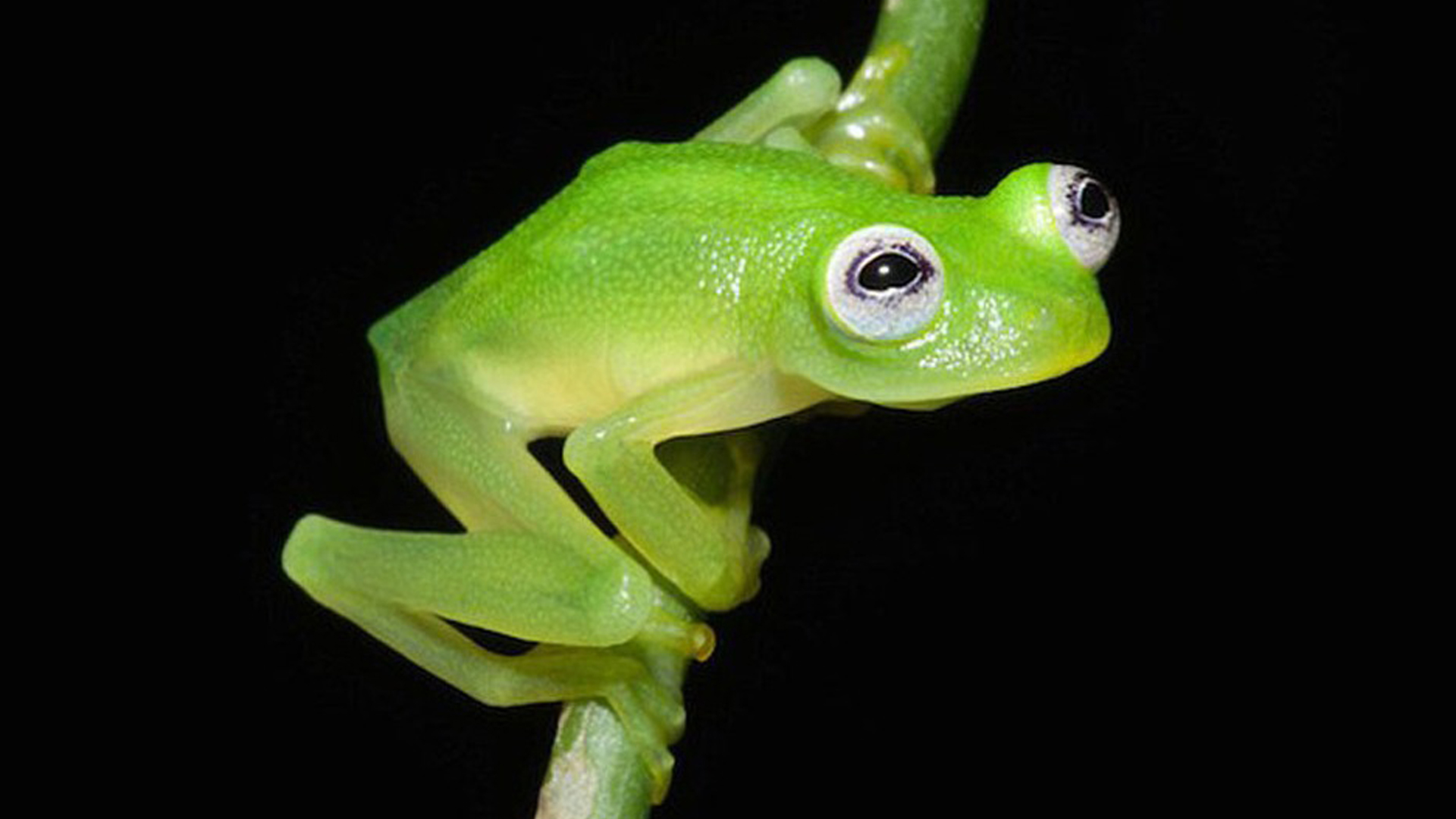 Descubren una nueva especie de rana que se parece a la rana René ...