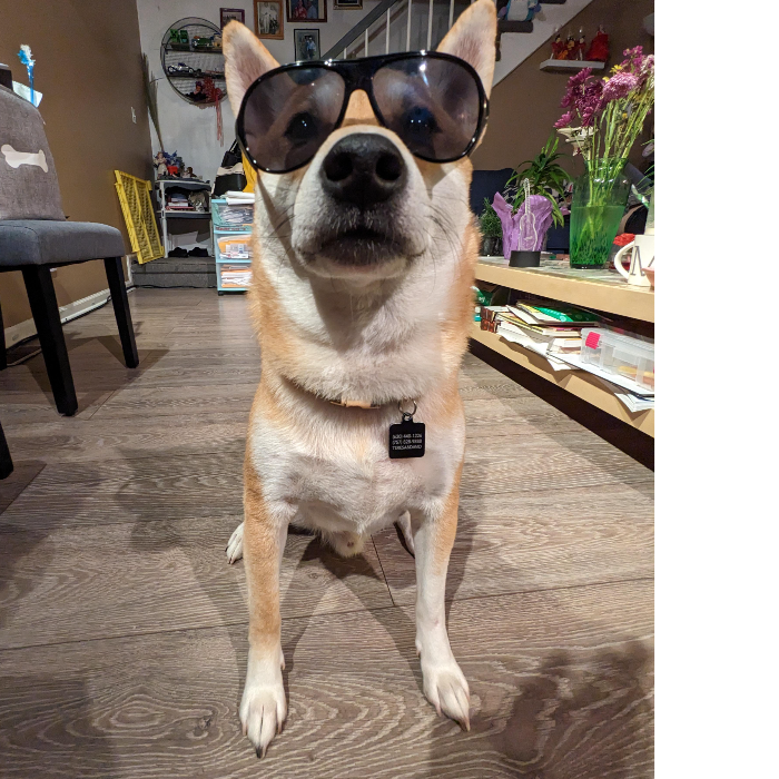 En fotos: celebramos el día mundial de las mascotas en Chicago con los ...