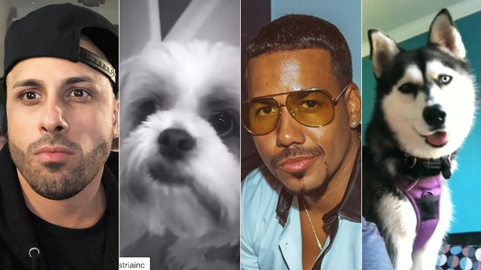 En video: primero fue el perro bachatero de Romeo Santos, ahora es el ...