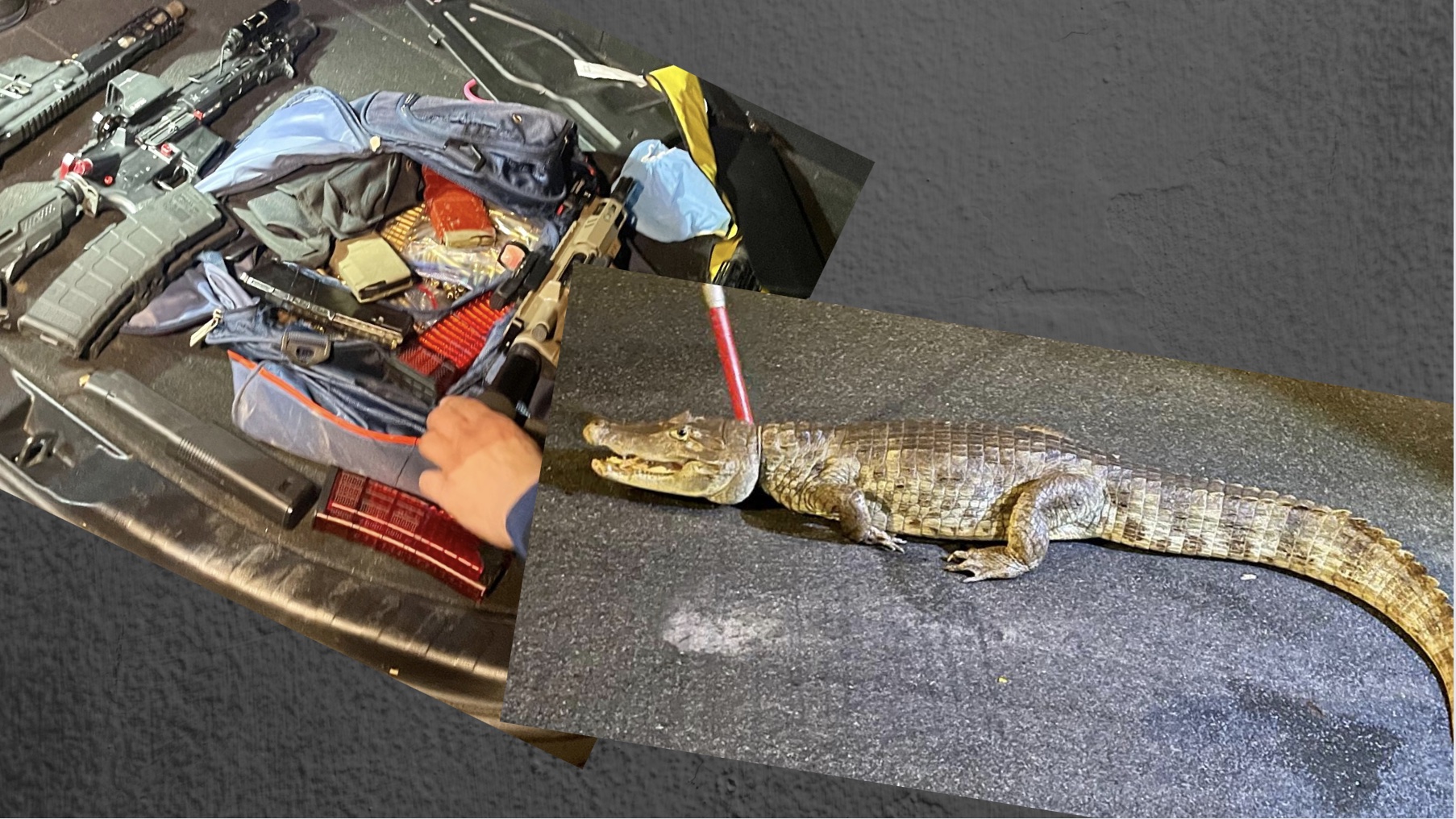 Primer avistamiento en Puerto Rico del lagarto de fuego, especie ...