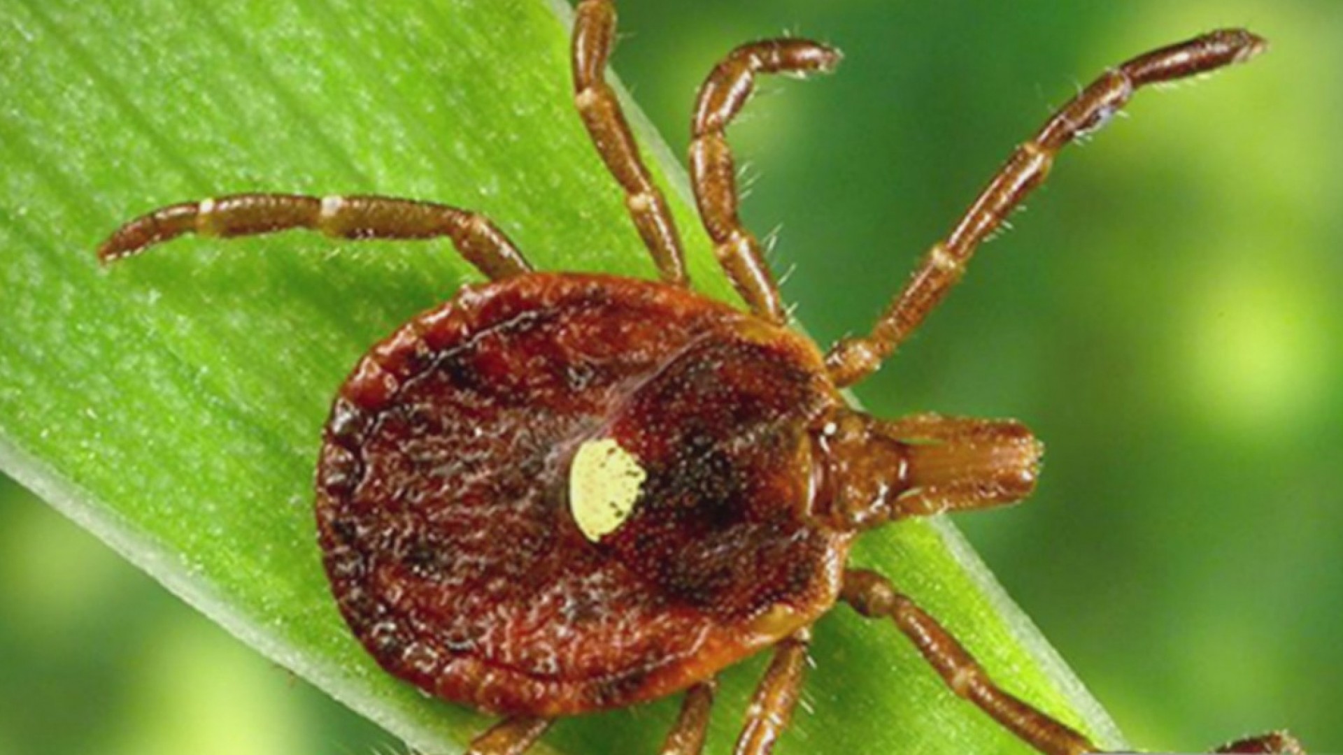 La picadura de esta garrapata puede provocar alergia a las carnes ...