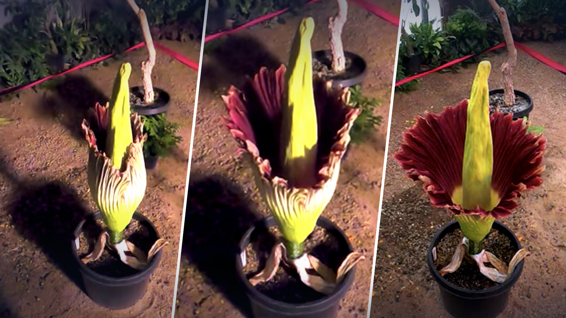 Una 'Flor cadáver', llamada así por ser apestosa, abre luego de 2 ...