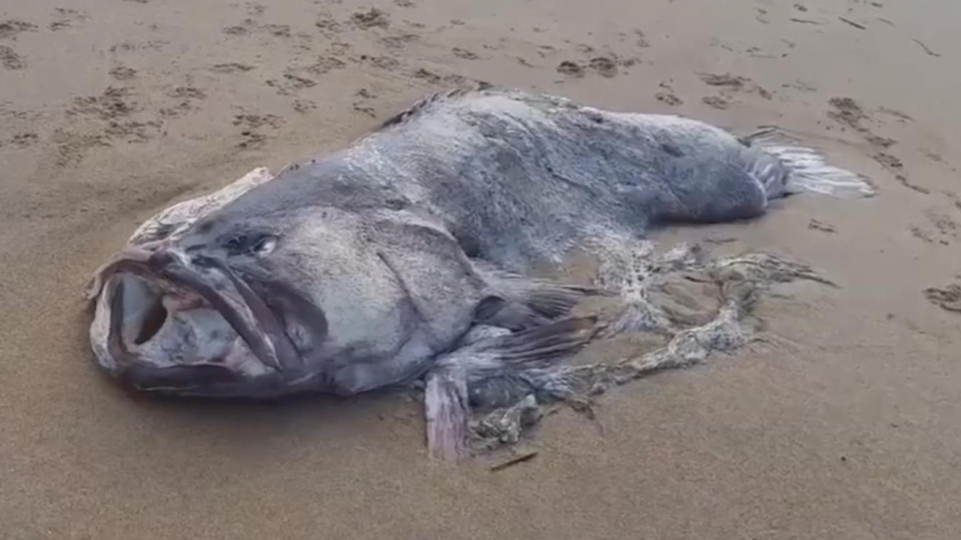 El extraño hallazgo de un pez ‘monstruo’ en Australia que pesa tanto ...