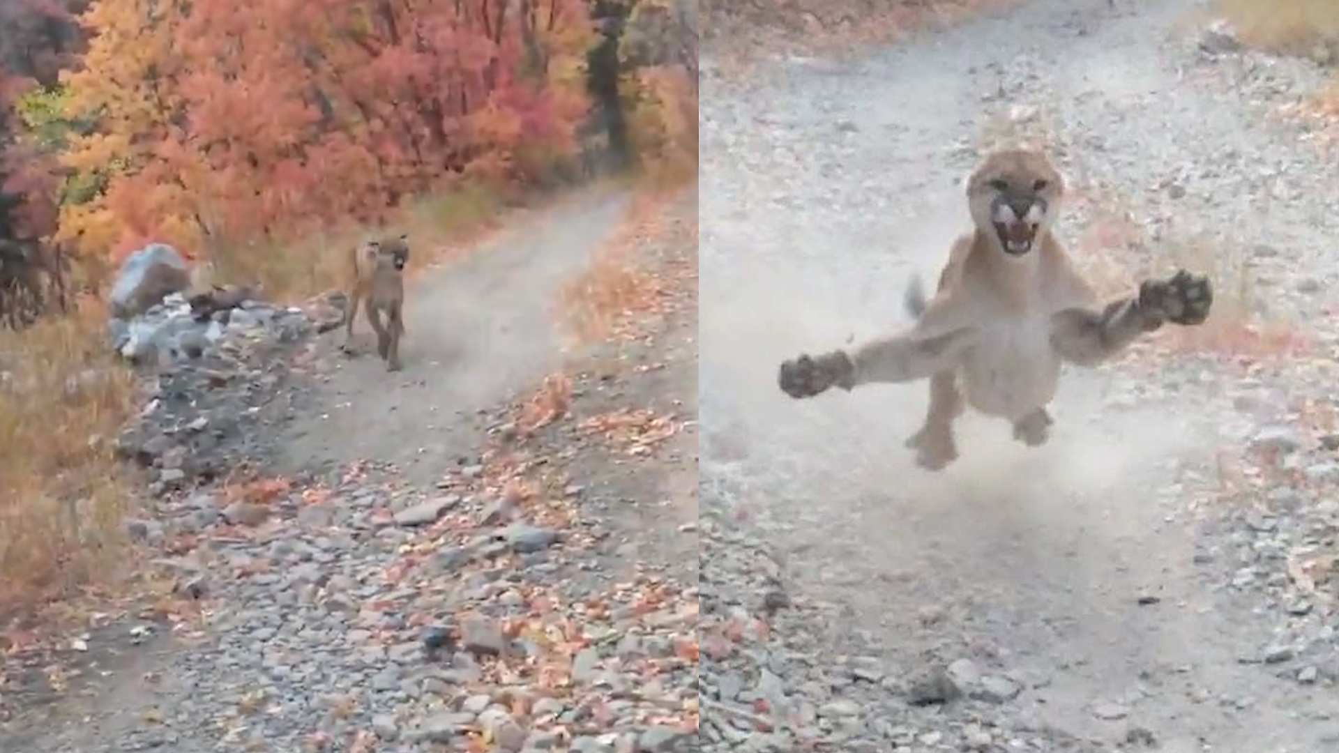 Este chico se hace viral por salvarse de un puma; salió a correr y el ...
