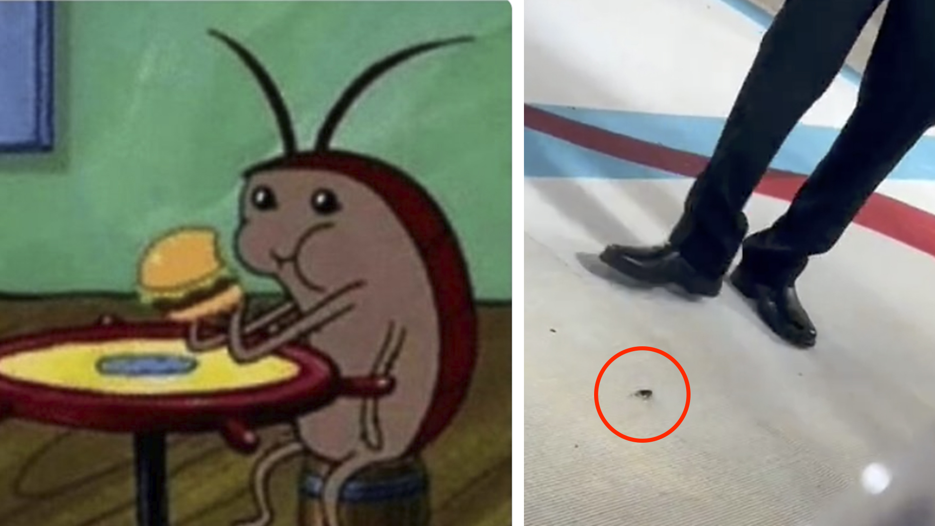 Una cucaracha desfiló en la Met Gala 2023 y las redes explotaron de ...