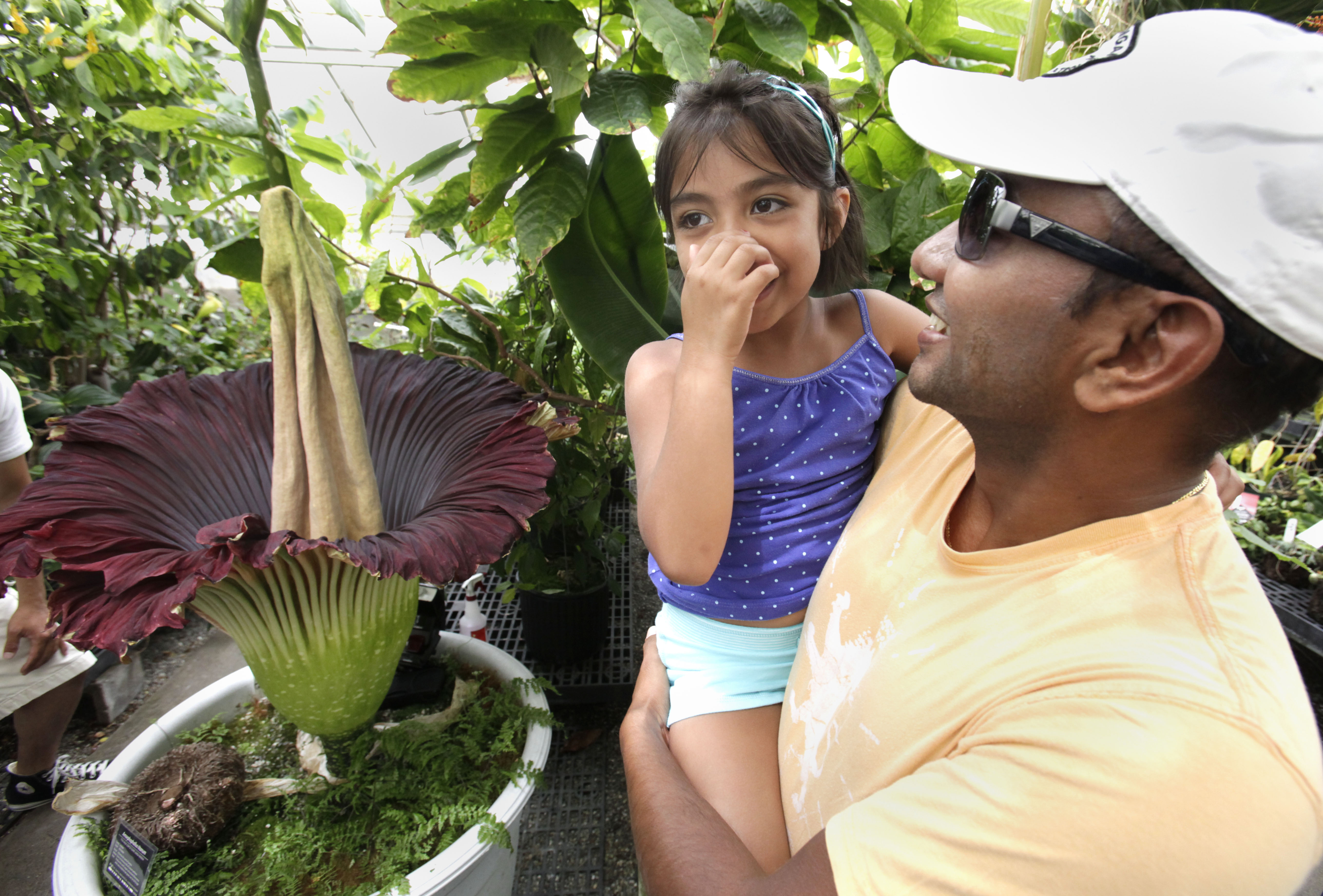 La gigantesca ‘flor cadáver’ está a punto de esparcir su olor a carne ...