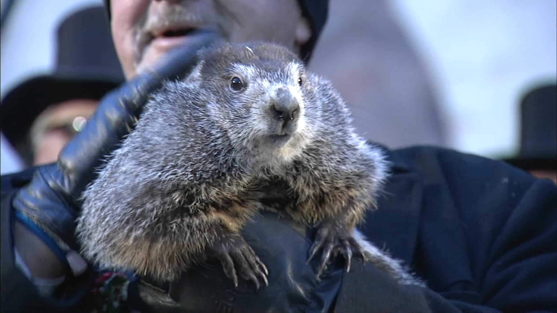 Día de la Marmota: Phil pronostica seis semanas más de invierno ...