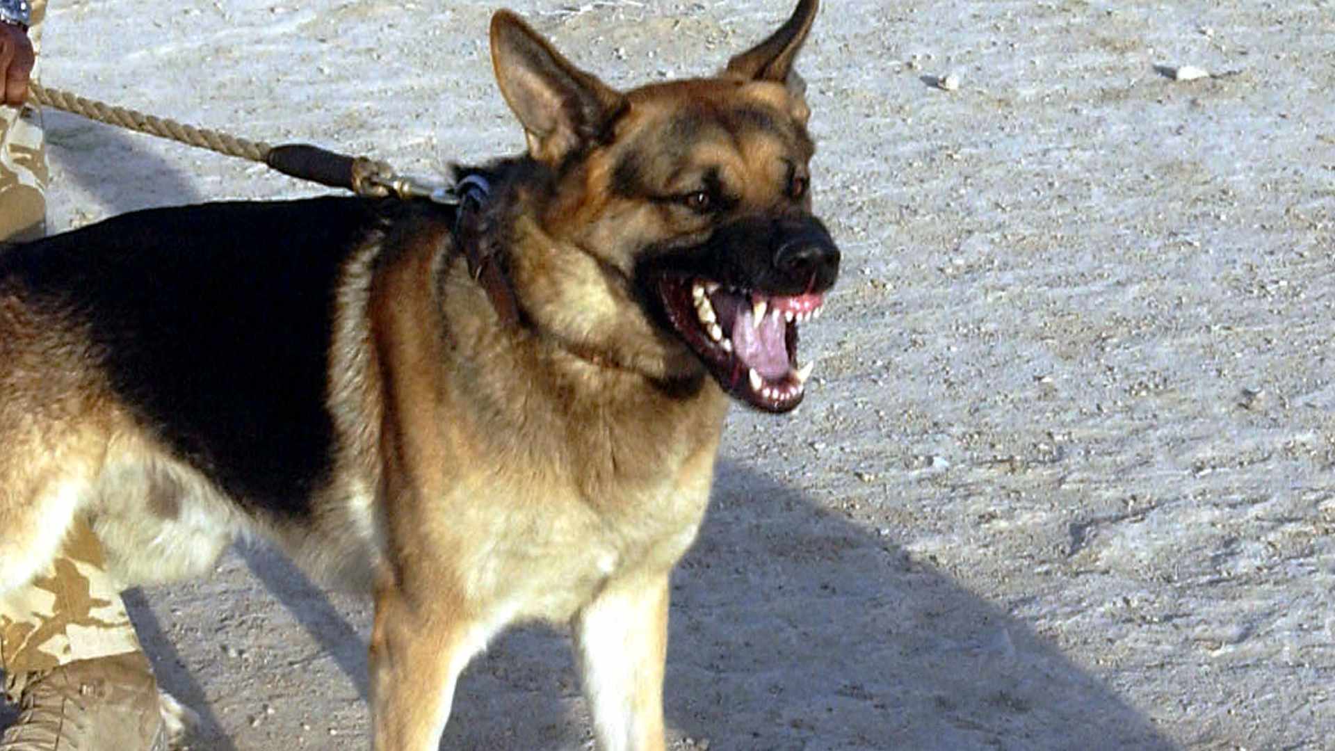 Oakland: Brutal ataque de perros queda grabado en video | Tu Ciudad ...