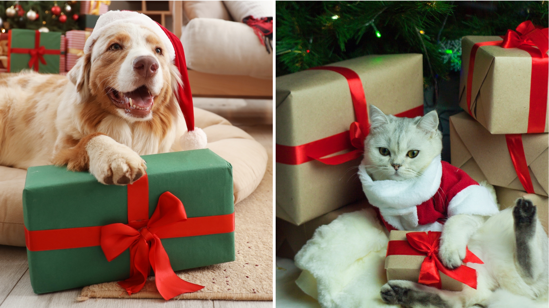 Los videos más tiernos de perros y mascotas abriendo sus regalos de ...