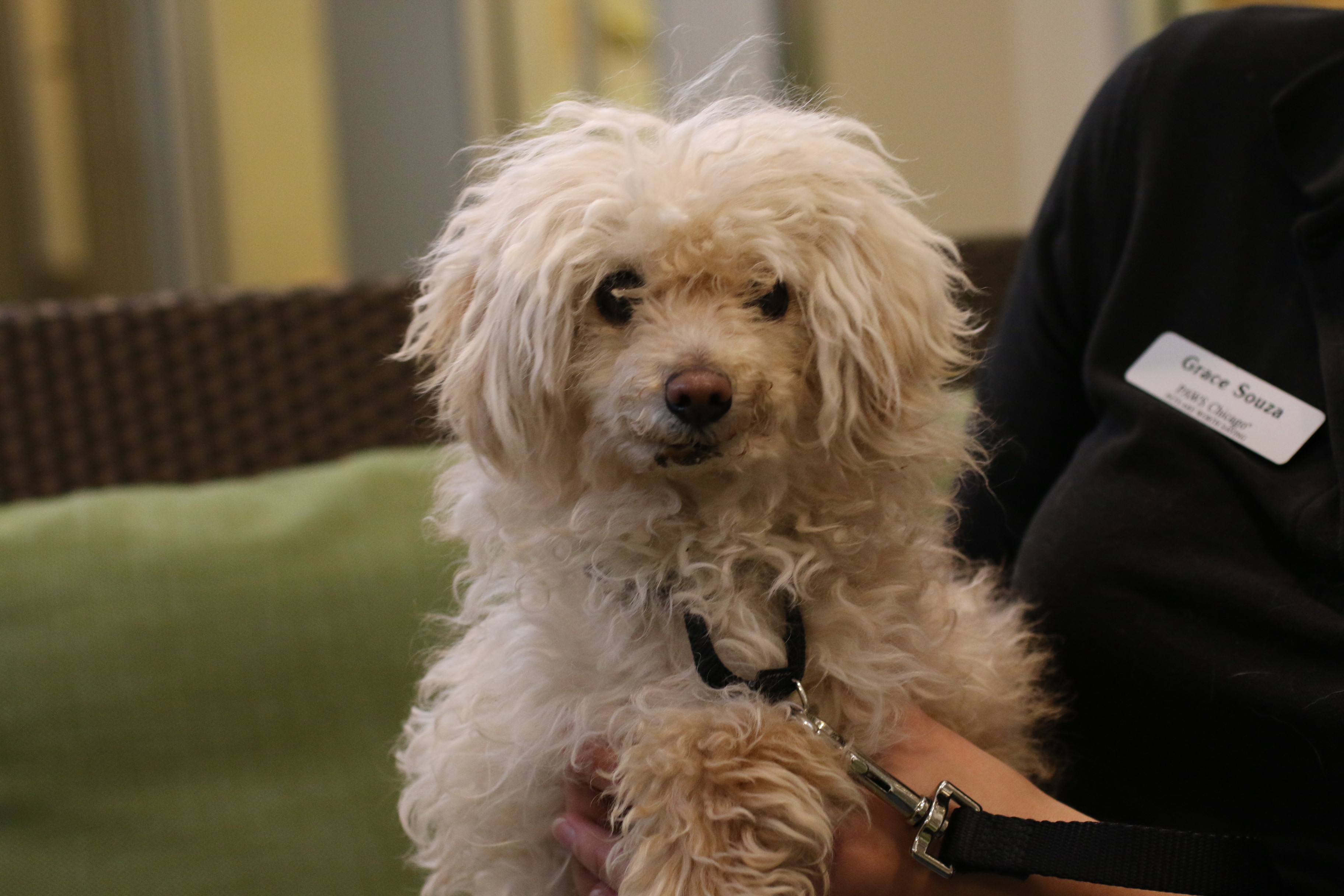 Cuanto Cuesta Adoptar Un Perro De Paws Chicago