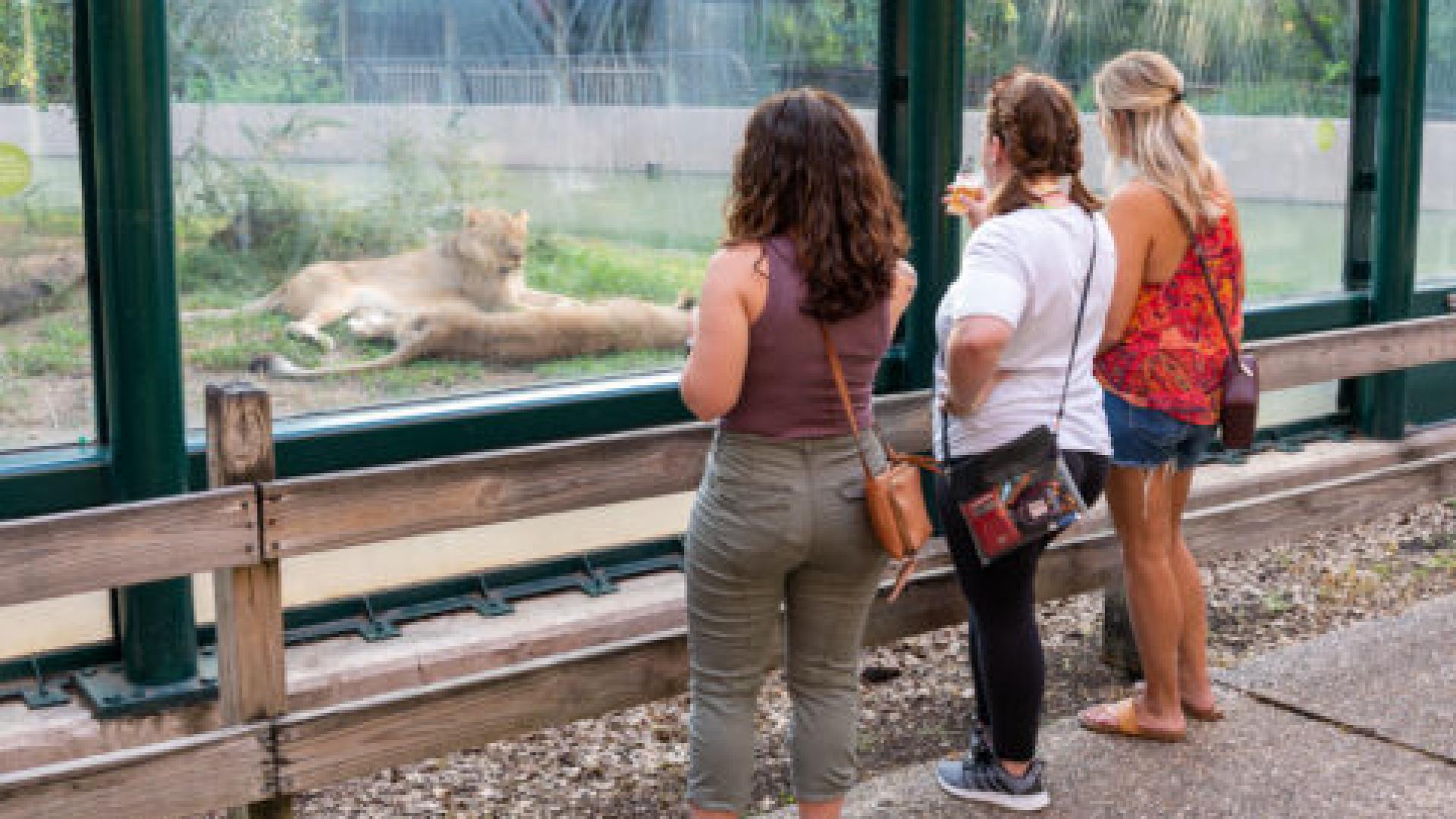 Prepárate para el evento Feast with the Beasts del zoológico de Houston | Video | Univision 45 ...