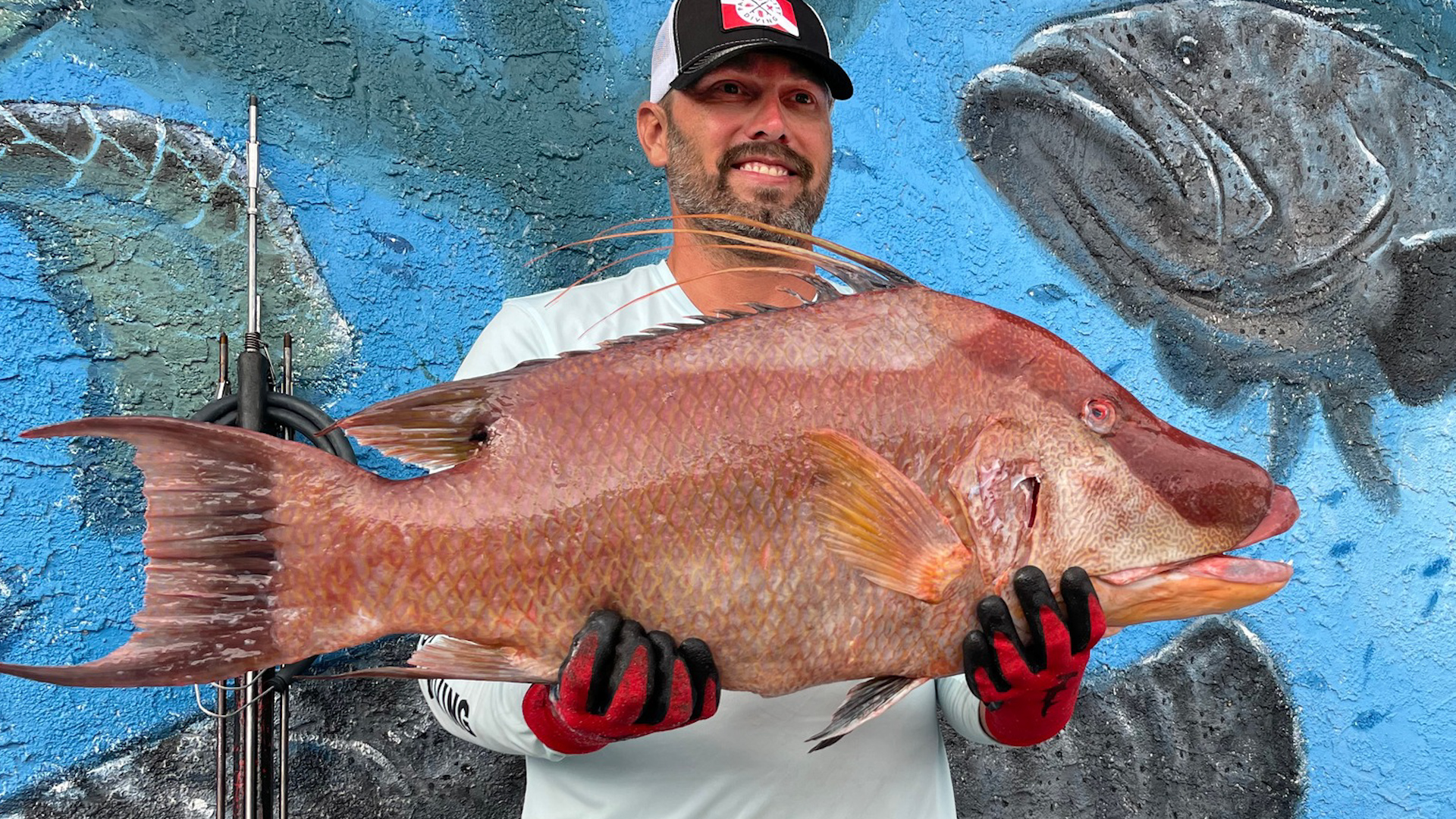 Pesca enorme pez perro de 24 libras en Florida y rompe un nuevo récord ...