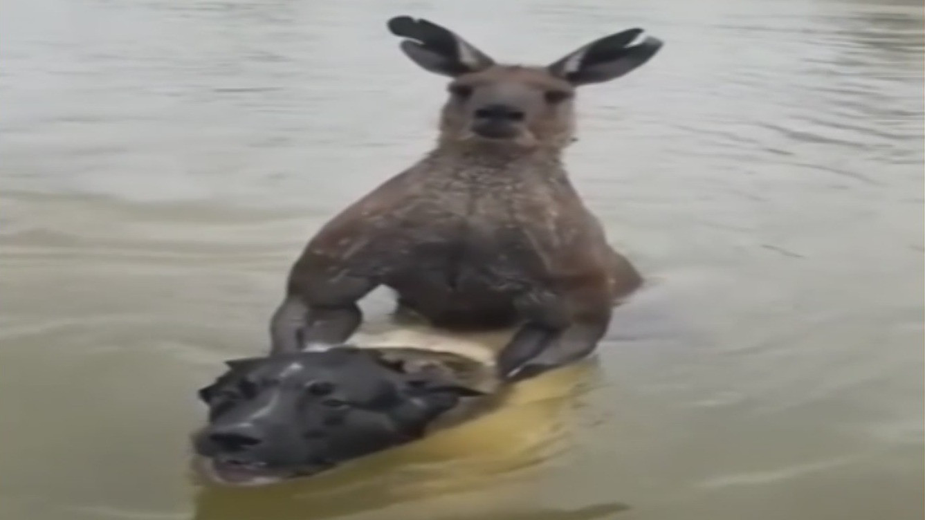 Expolicía se enfrenta a un canguro y lo golpea para salvar a su perro ...