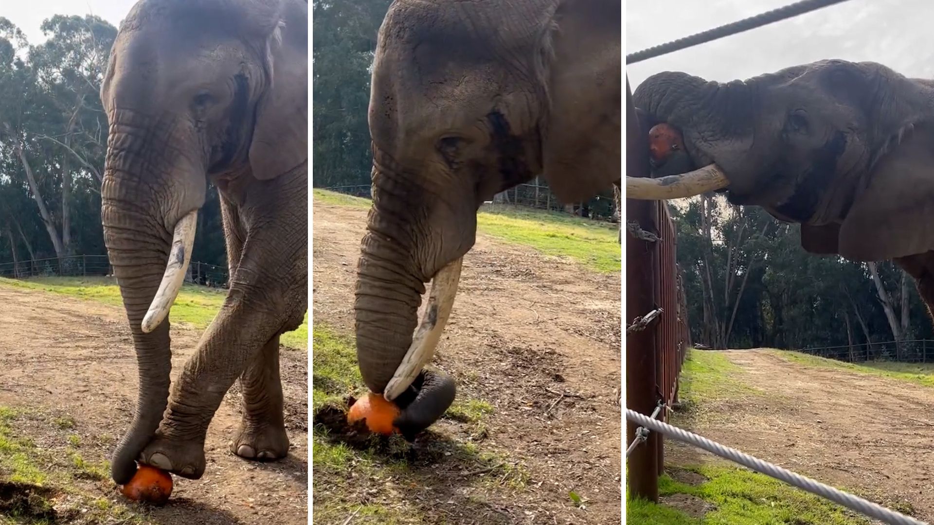 Elefante batalla para abrir un coco y tomar su agua en el zoológico de ...