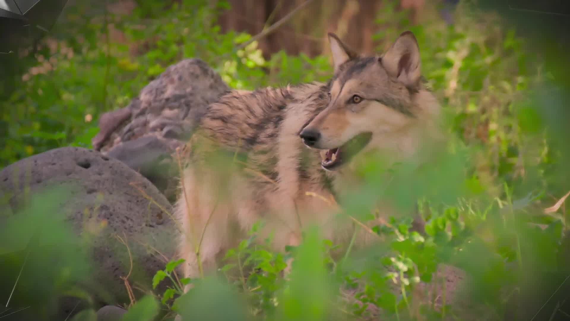 Este viernes: ¡Luciano se enfrentará con lobos! | Shows Vivir de Amor ...