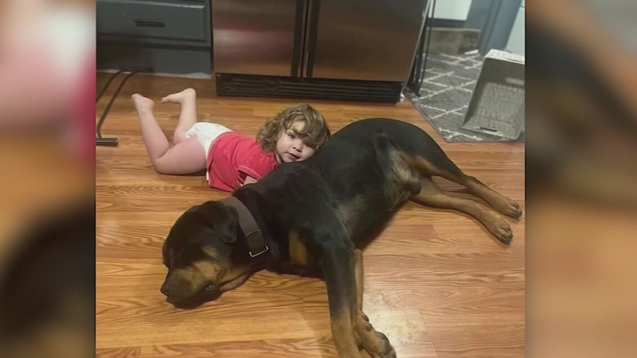 Una Niña Desaparecida Es Hallada En Un Bosque Durmiendo Con Su Perro 2545