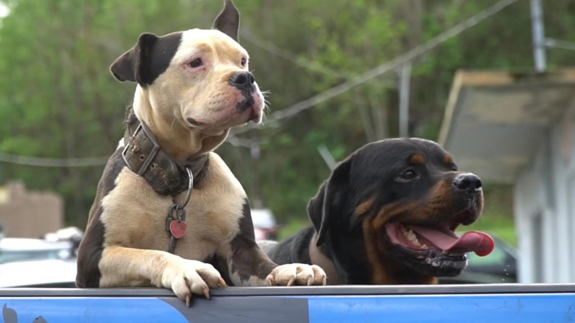 En Video Tras María Los Perros En Puerto Rico Corren Riesgo De Morir