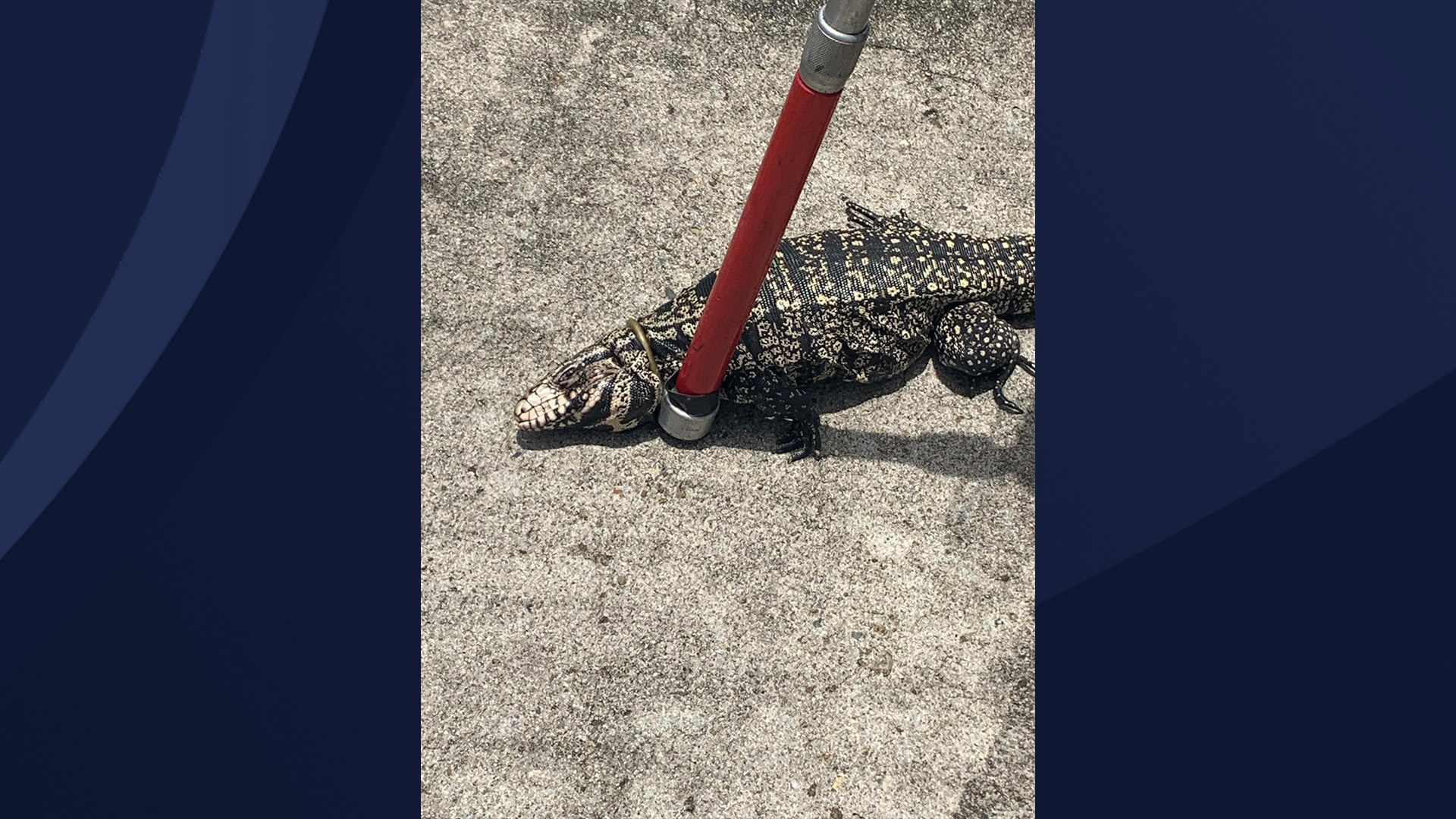 Capturan a un Dragón de Komodo en Las Piedras | Univision Puerto Rico ...